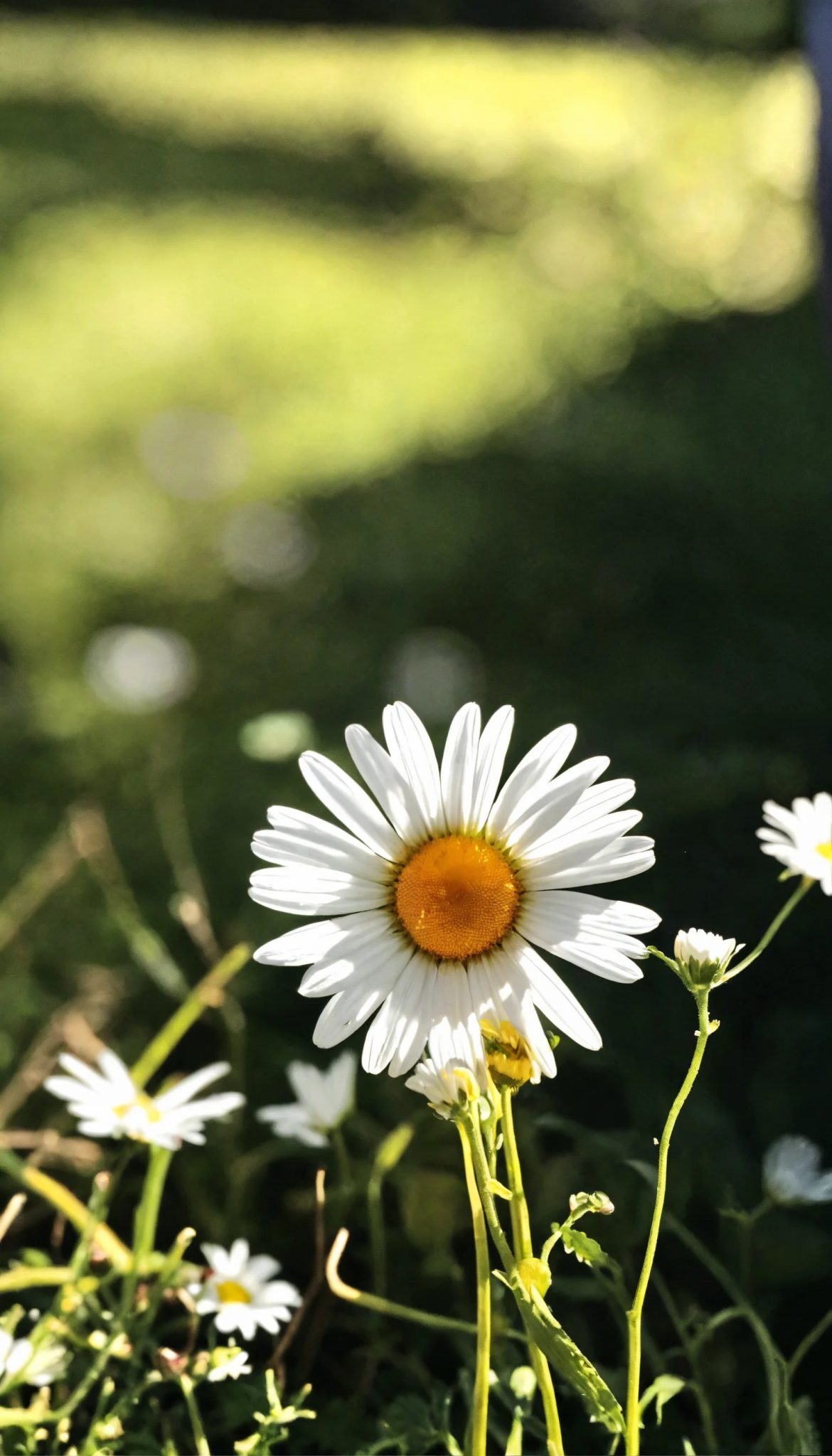 A BEAUTIFUL DAISY WALLPAPER 4K – WALLPAPER